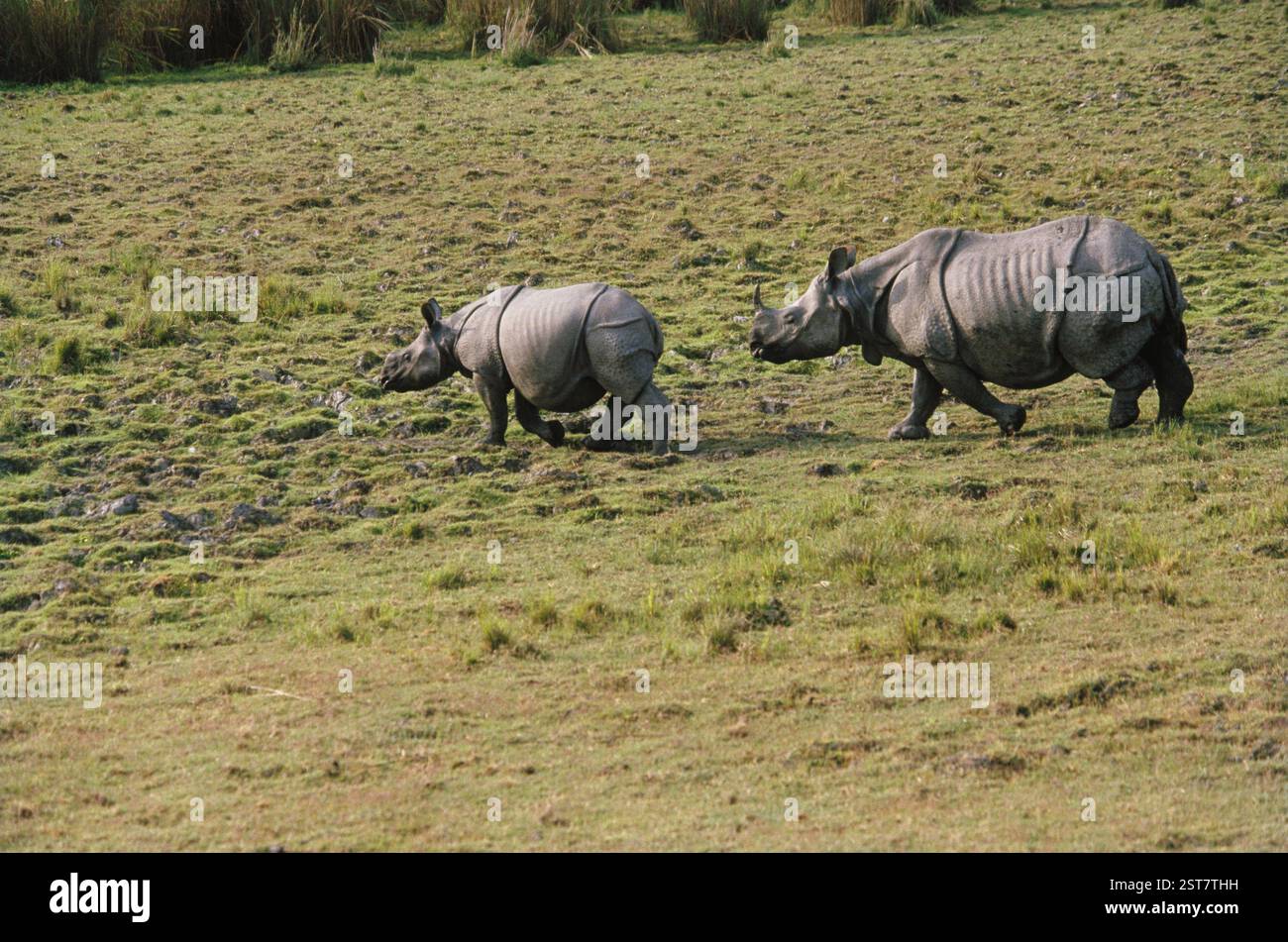 One Horn Rhinoceros (Rhinoceros unicornis), India, Asia Stock Photo - Alamy