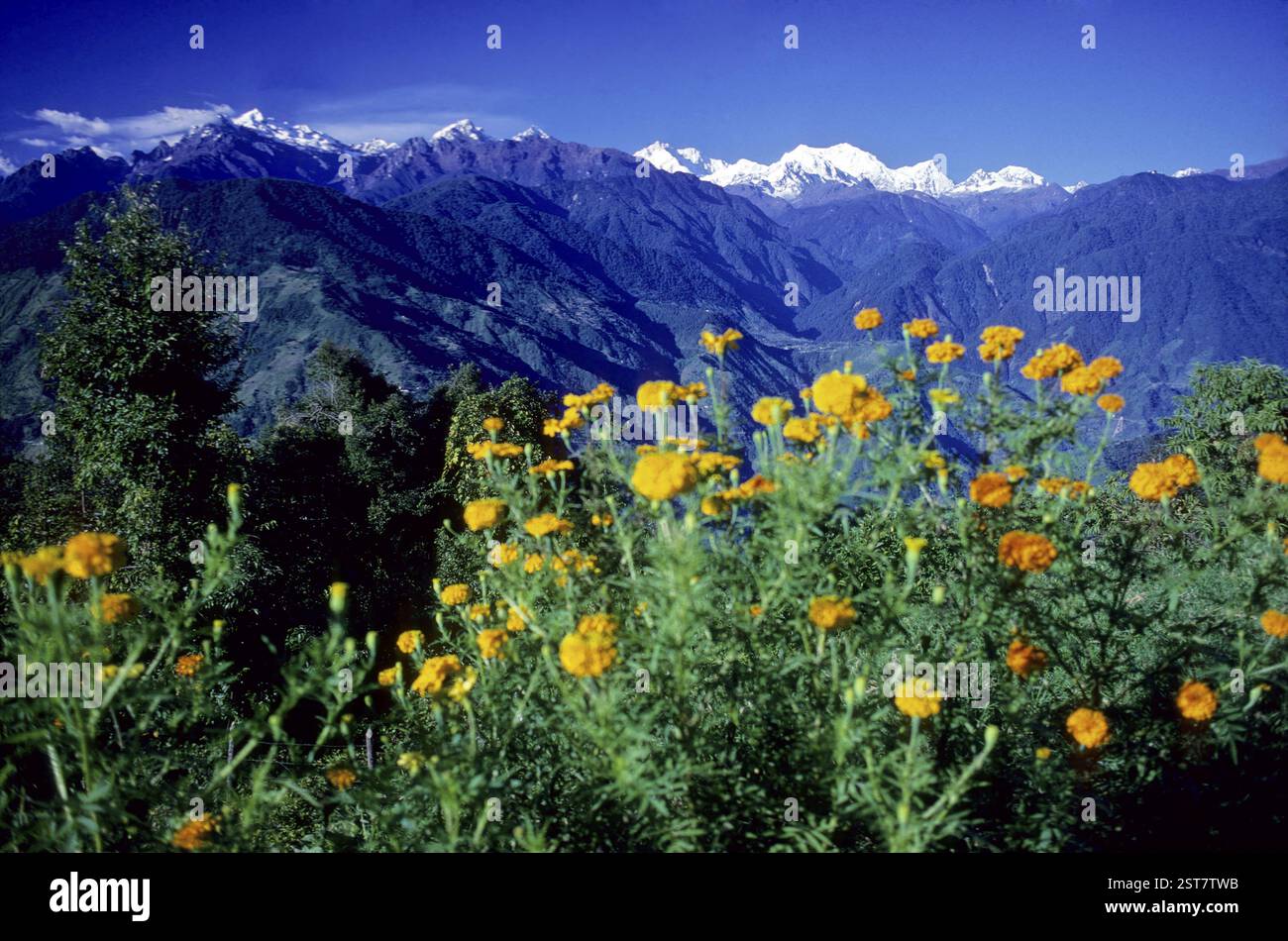 Kanchenjunga height 8600 meter, Sikkim, India, Asia Stock Photo - Alamy