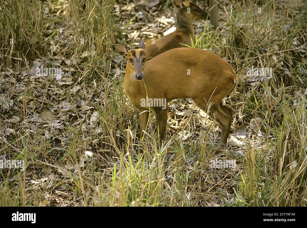 Chowsingha (Tetracerus quadricornis), Manas wildlife sanctuary, Assam ...