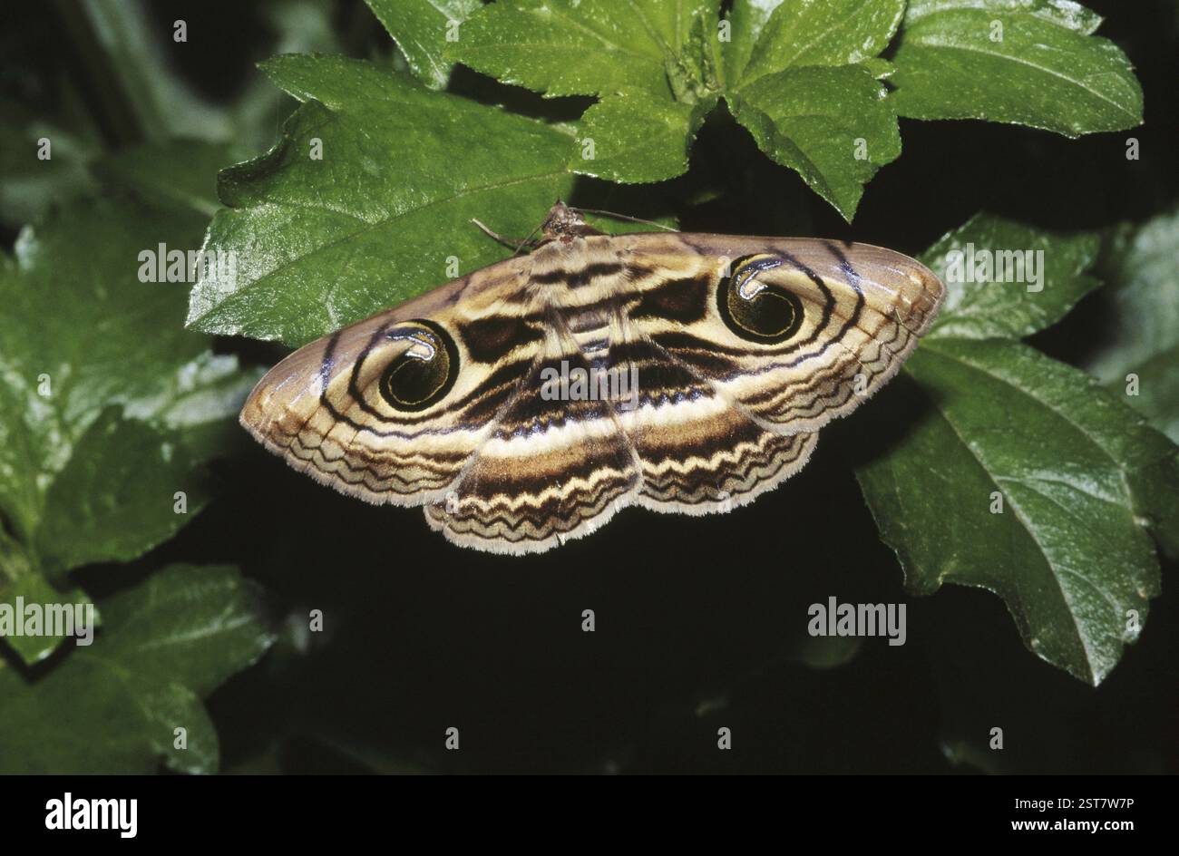 Insects, moth, indian owlet moth, butterfly, india Stock Photo - Alamy