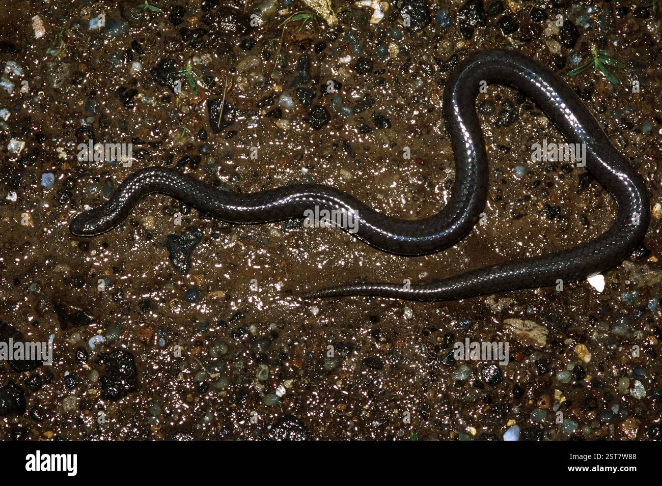 Reptiles, Snakes Indian Glossy Marsh Snake Gerardia Prevostiana Stock ...