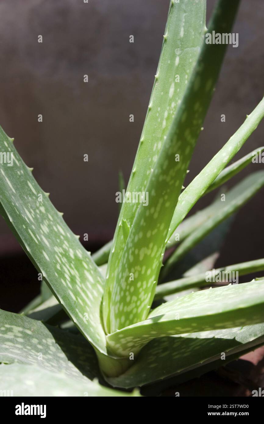 Aloe Vera, Kuwar patha, Natural Health food, Vitamin E, Skin, Strength ...