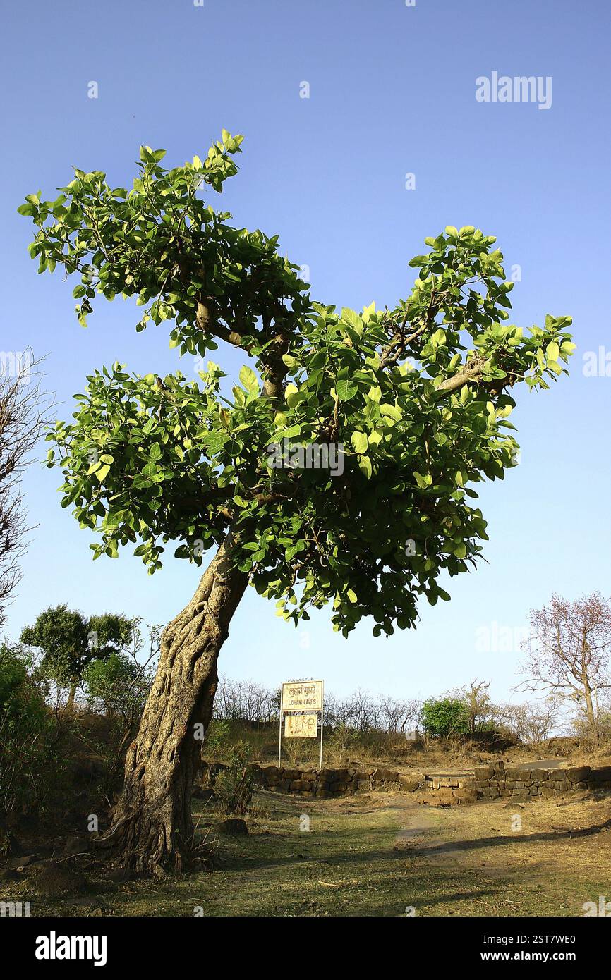 Little banyan tree hi-res stock photography and images - Alamy