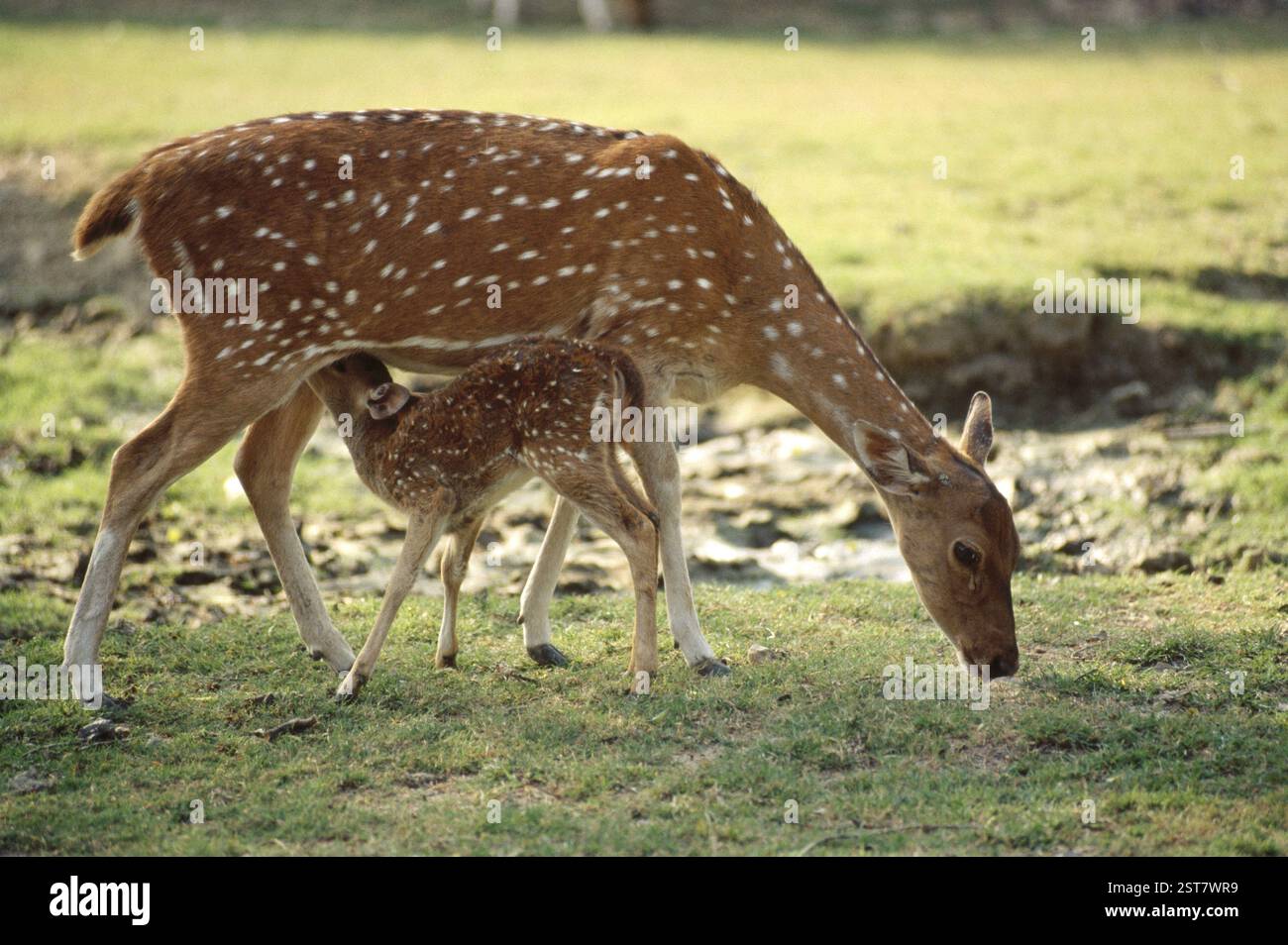 Chital or spotted deers and Doe (Axis axis), Calcutta Zoo, India, Asia ...