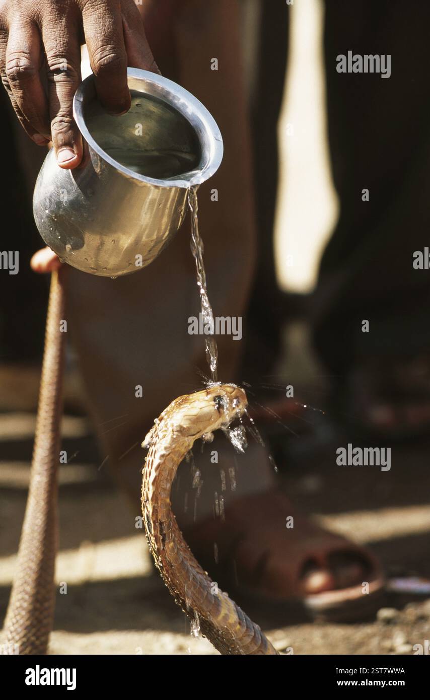 Reptiles, cobra story, battis shirala, maharashtra, india Stock Photo ...