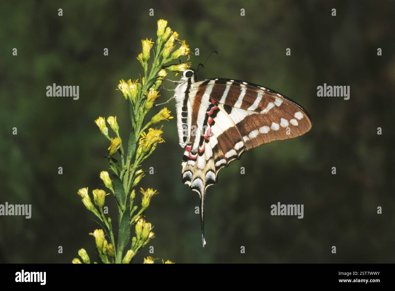 Insects, Butterfly, Spot Swordtail Pythsa Nomius Stock Photo - Alamy