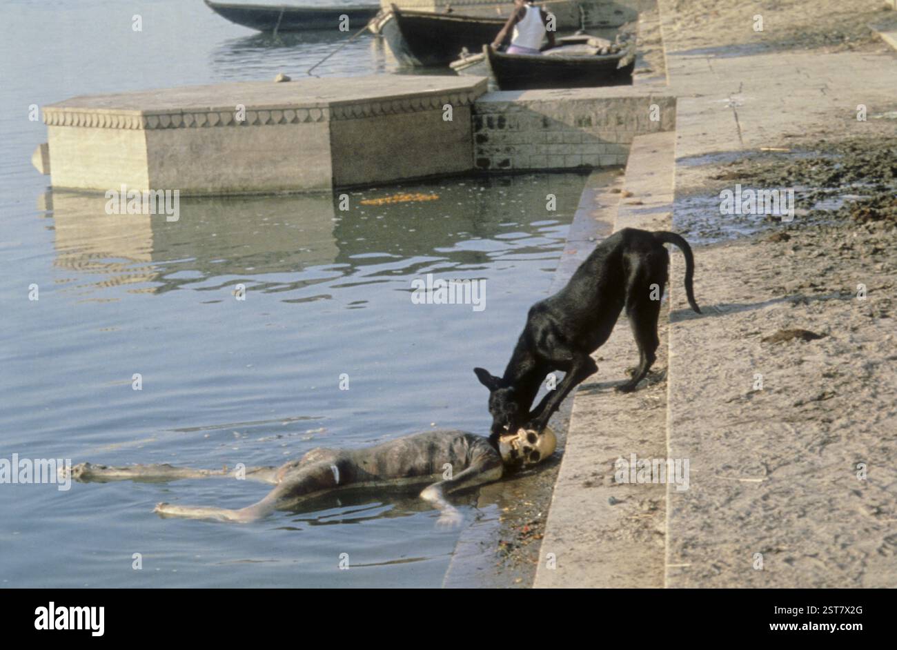 Dog eating dead man on hi-res stock photography and images - Alamy