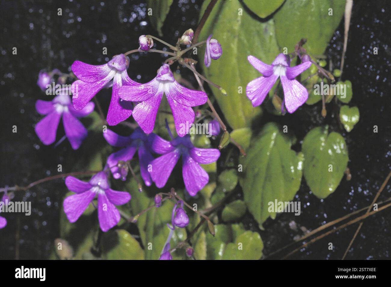 Rock balsam wild flower (impatiens acaulis) Western Ghats near Bombay ...