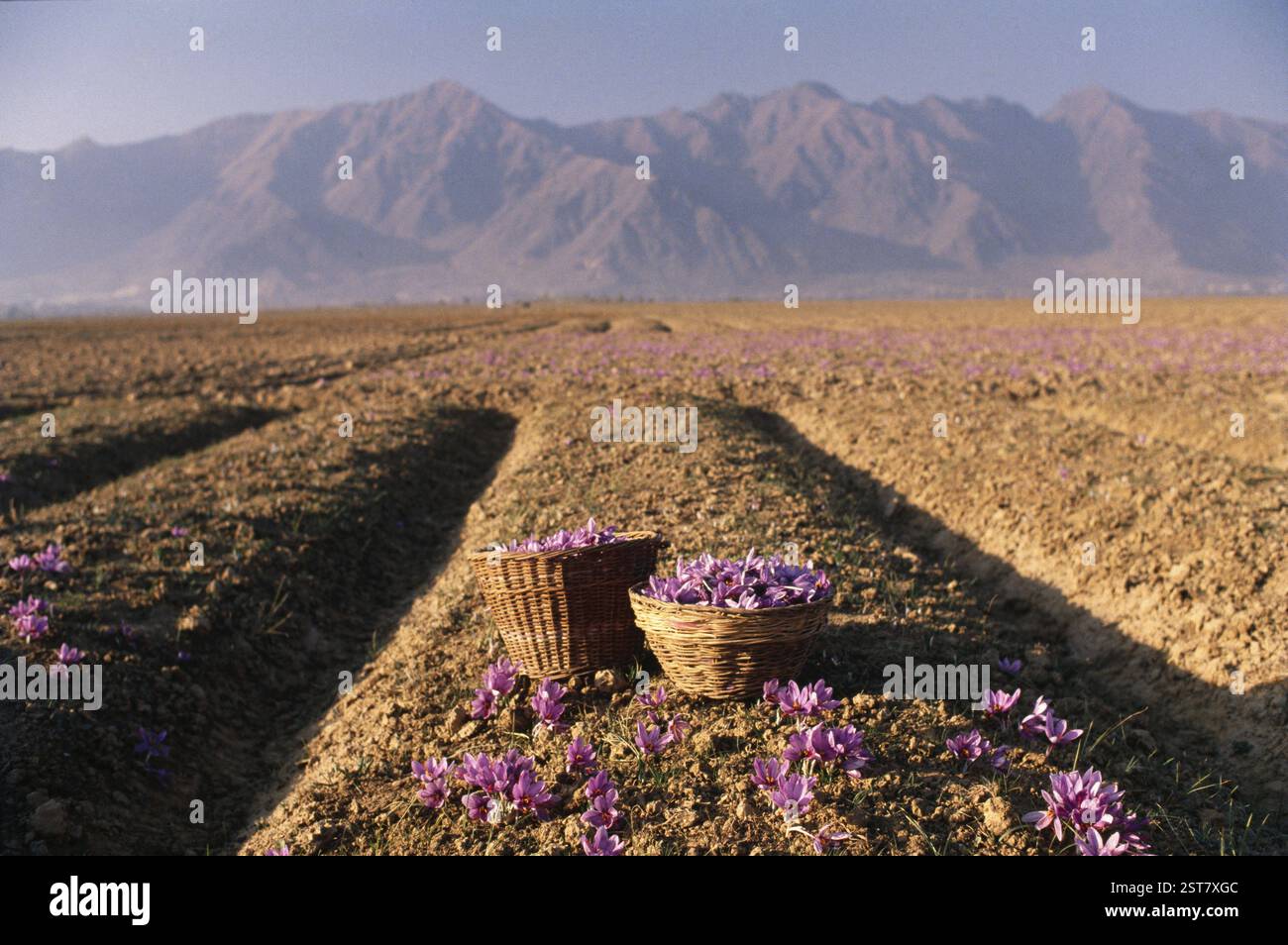 Saffron field in bloom, jammu & kashmir, india Stock Photo - Alamy