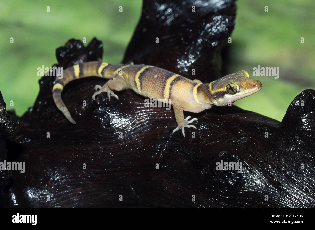 Reptiles, Lizards, Indian Deccan Ground Gecko Geckoell deccanensi Stock ...