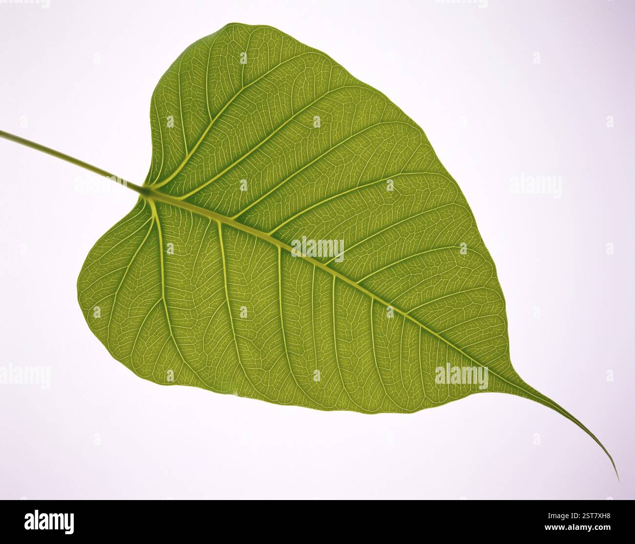 Structures of plant anatomy hi-res stock photography and images - Alamy