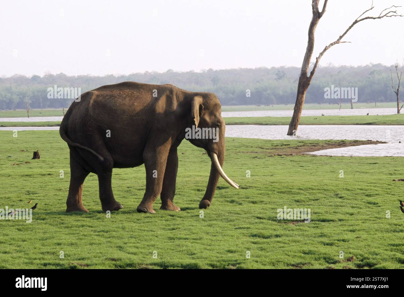 Elephants (Elephas maximus) Solitary Tusker, Kabini National park ...