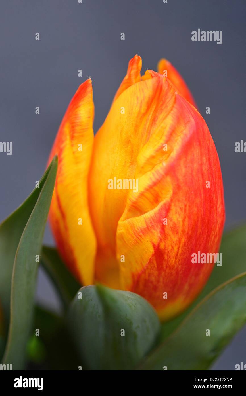 Tulipa flair hi-res stock photography and images - Alamy