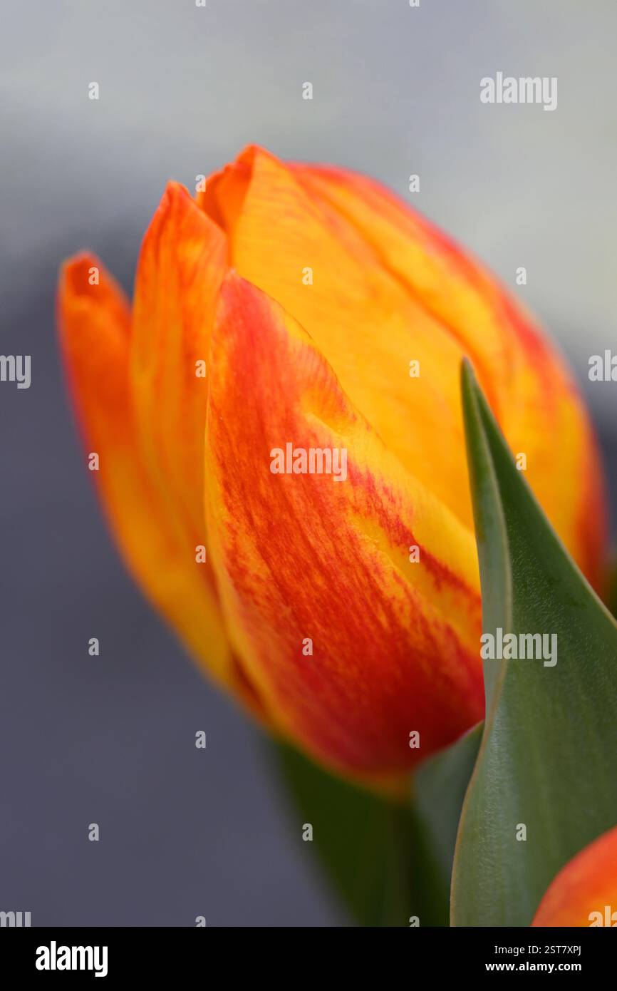 tulipa flair flower Stock Photo - Alamy