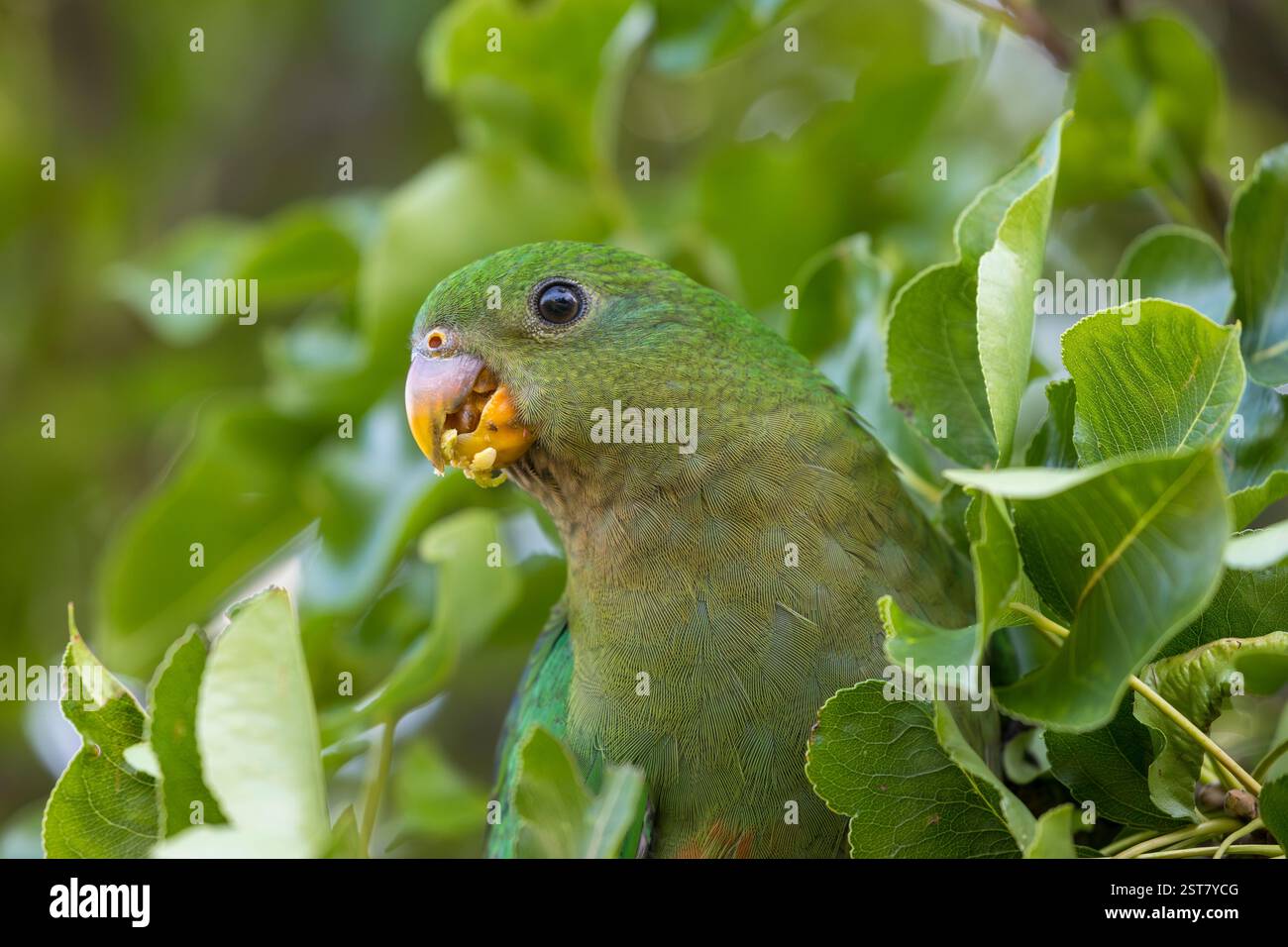 Photograph of an Australian King Parrot eating berries in a green leafy ...