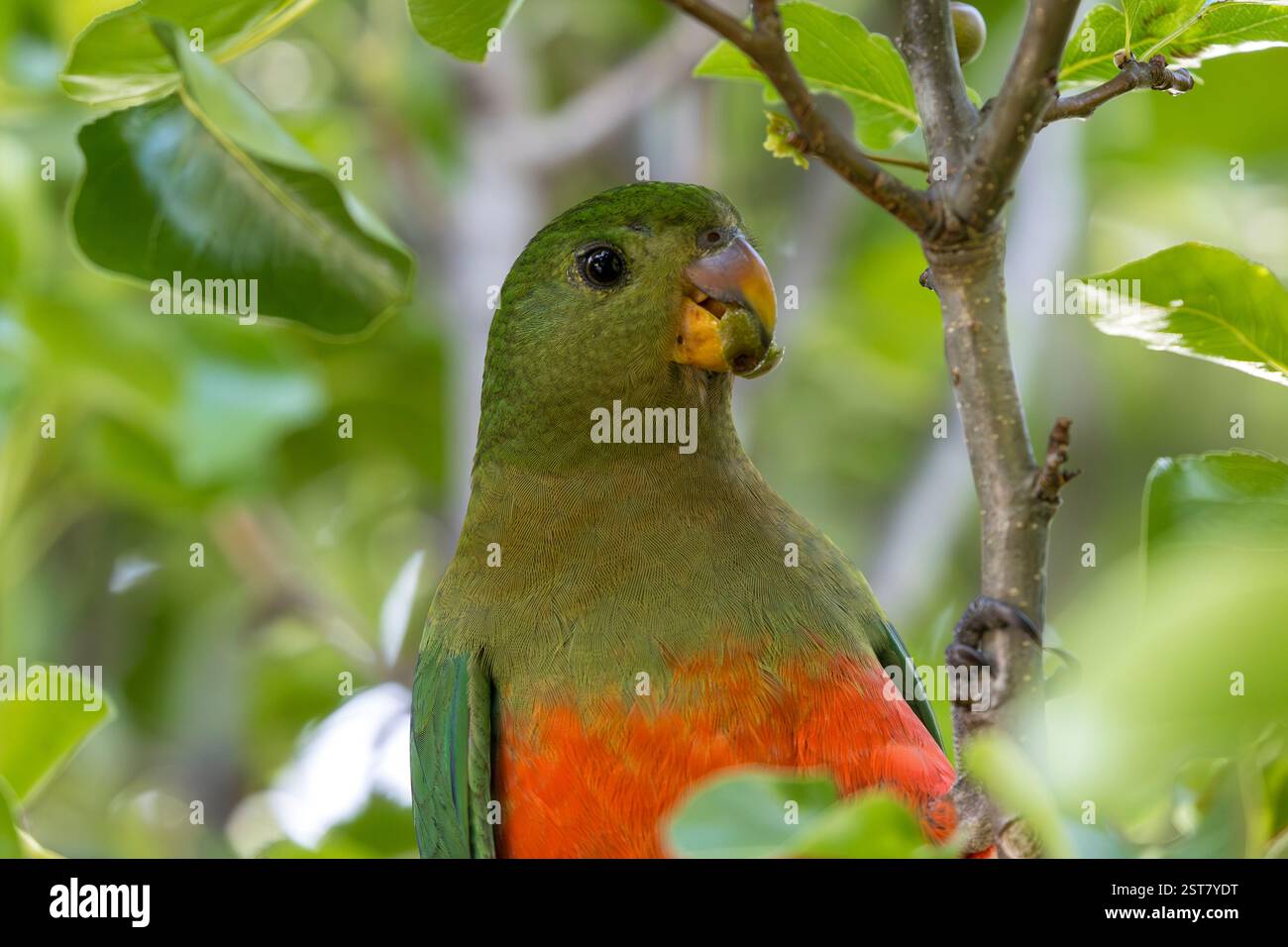 Photograph of an Australian King Parrot eating berries in a green leafy ...