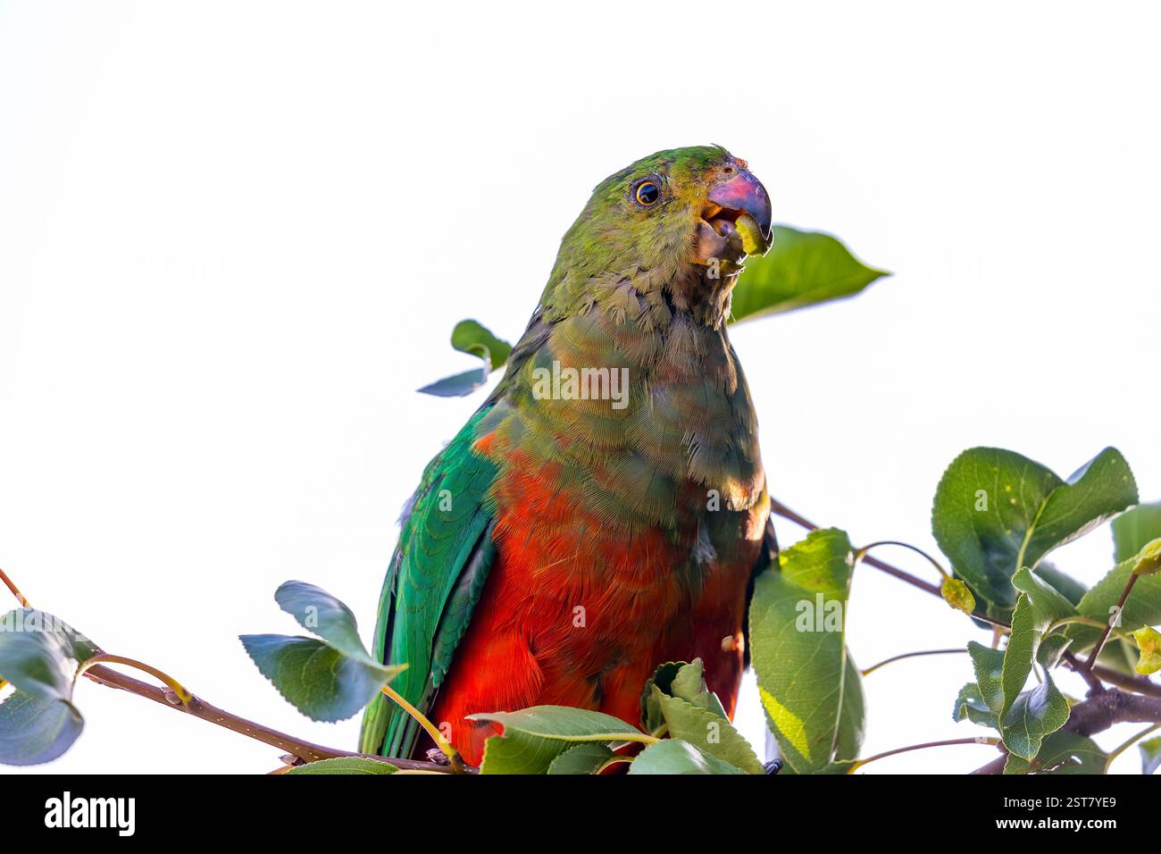 Photograph of an Australian King Parrot eating berries in a green leafy ...