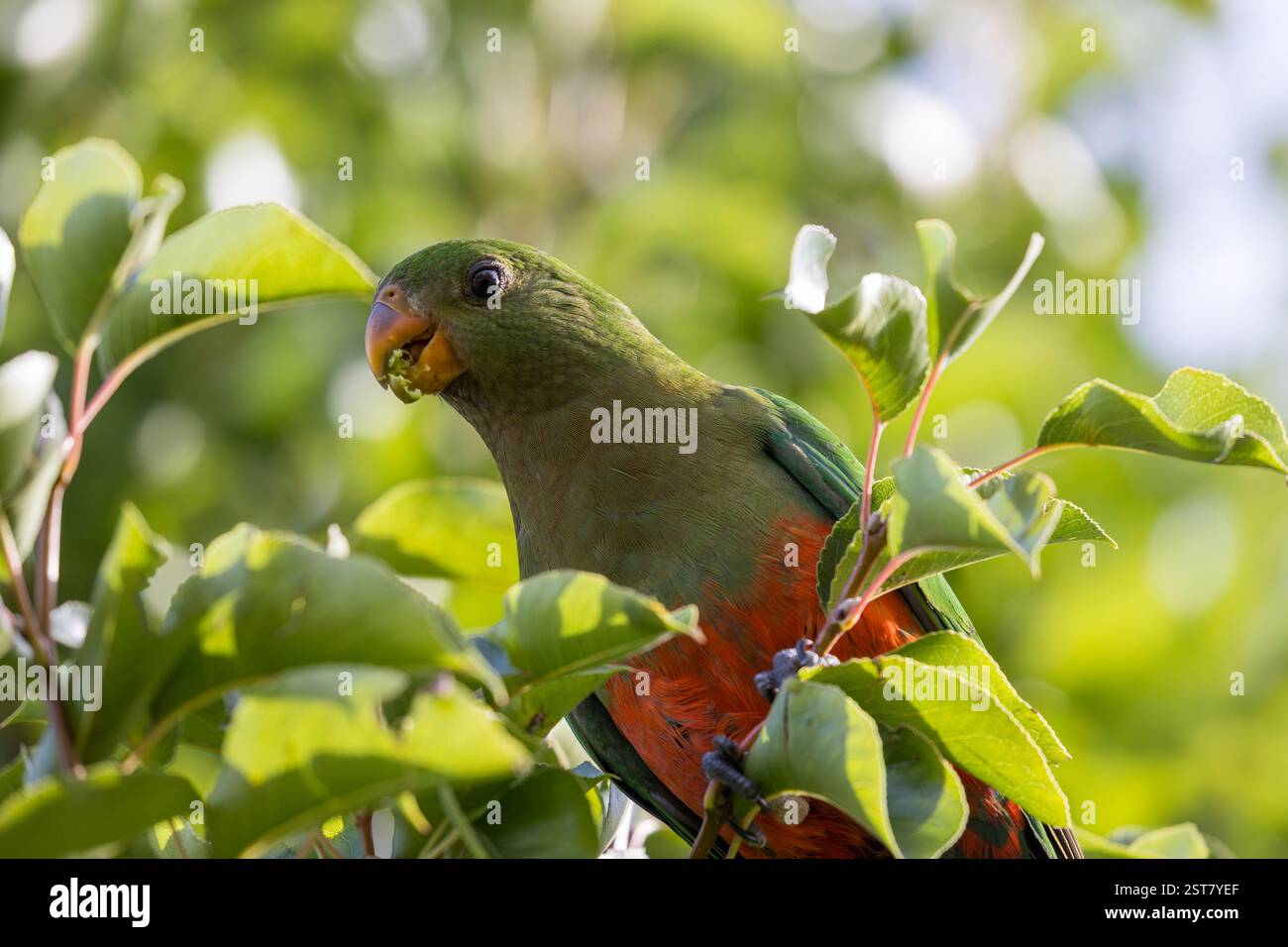 Photograph of an Australian King Parrot eating berries in a green leafy ...