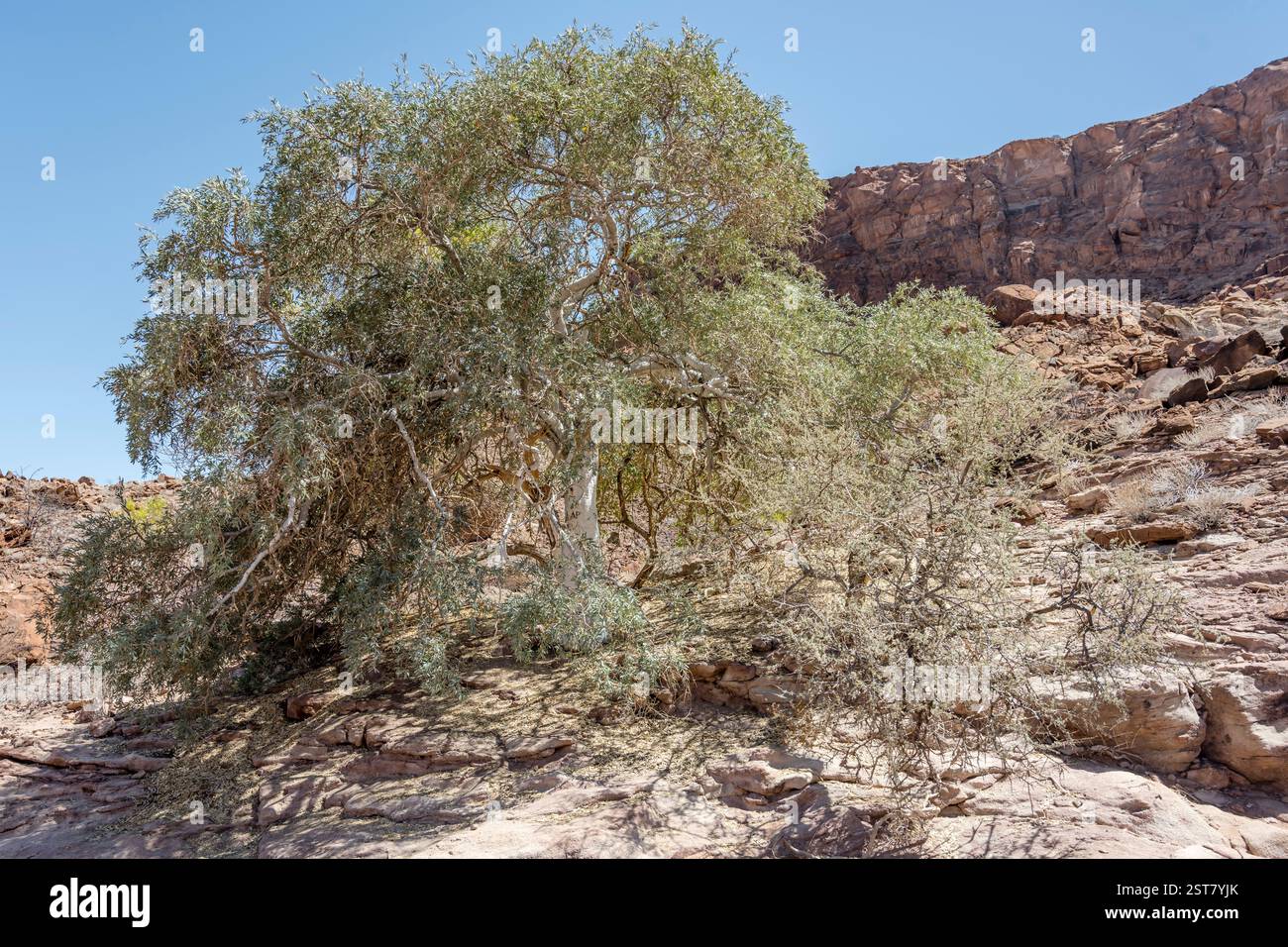 Shepherd's tree in desert countryside, shot in bright late spring light ...