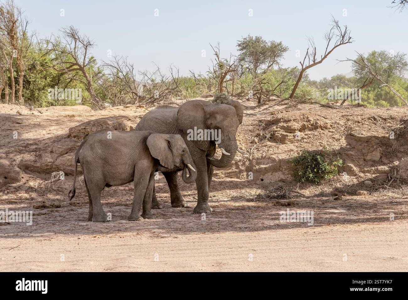 two desert-adapted Elephants in Huab river dry riverbed at desert ...
