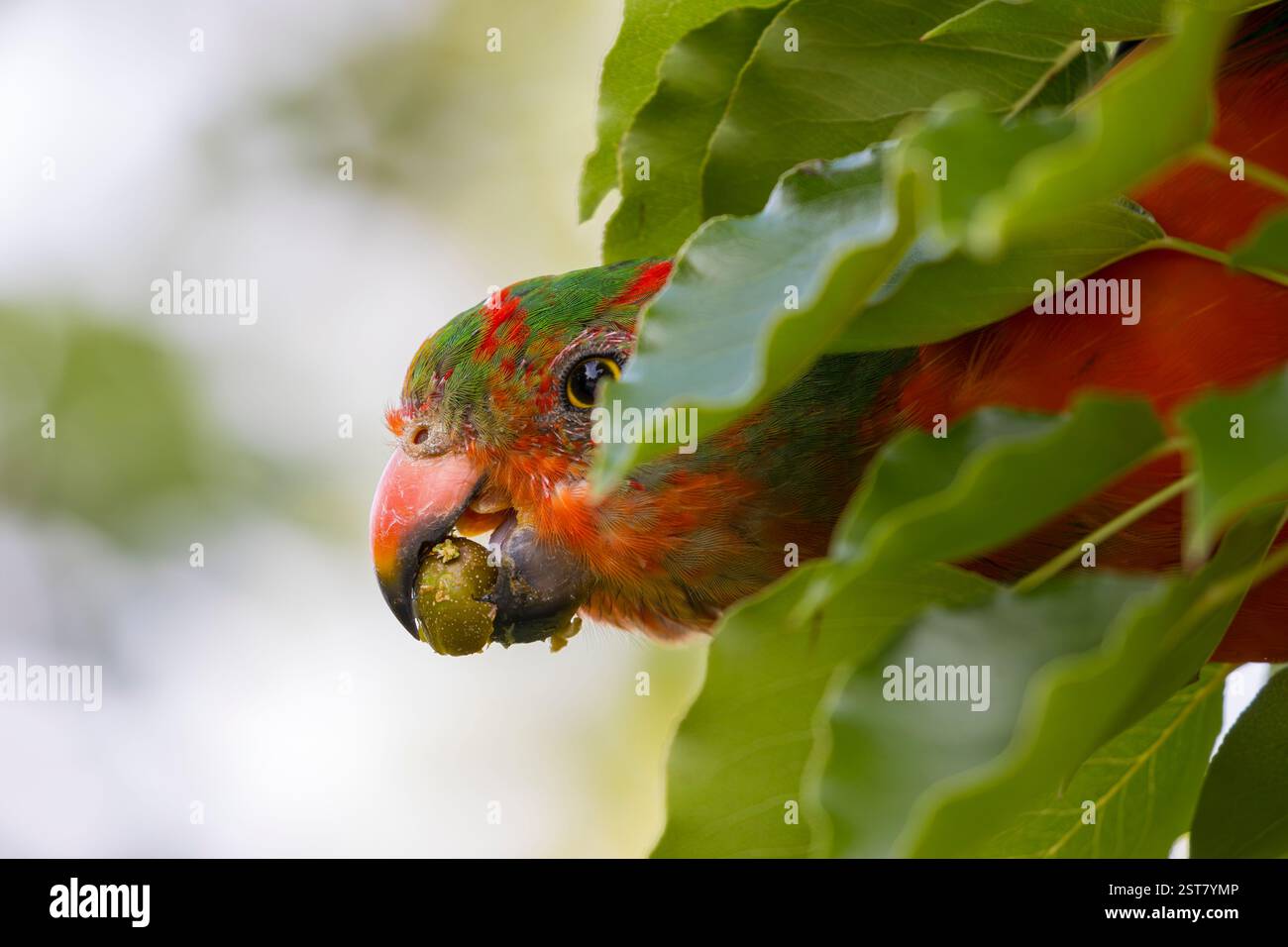 Photograph of an Australian King Parrot eating berries in a green leafy ...
