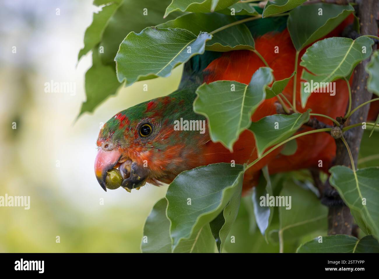 Photograph of an Australian King Parrot eating berries in a green leafy ...
