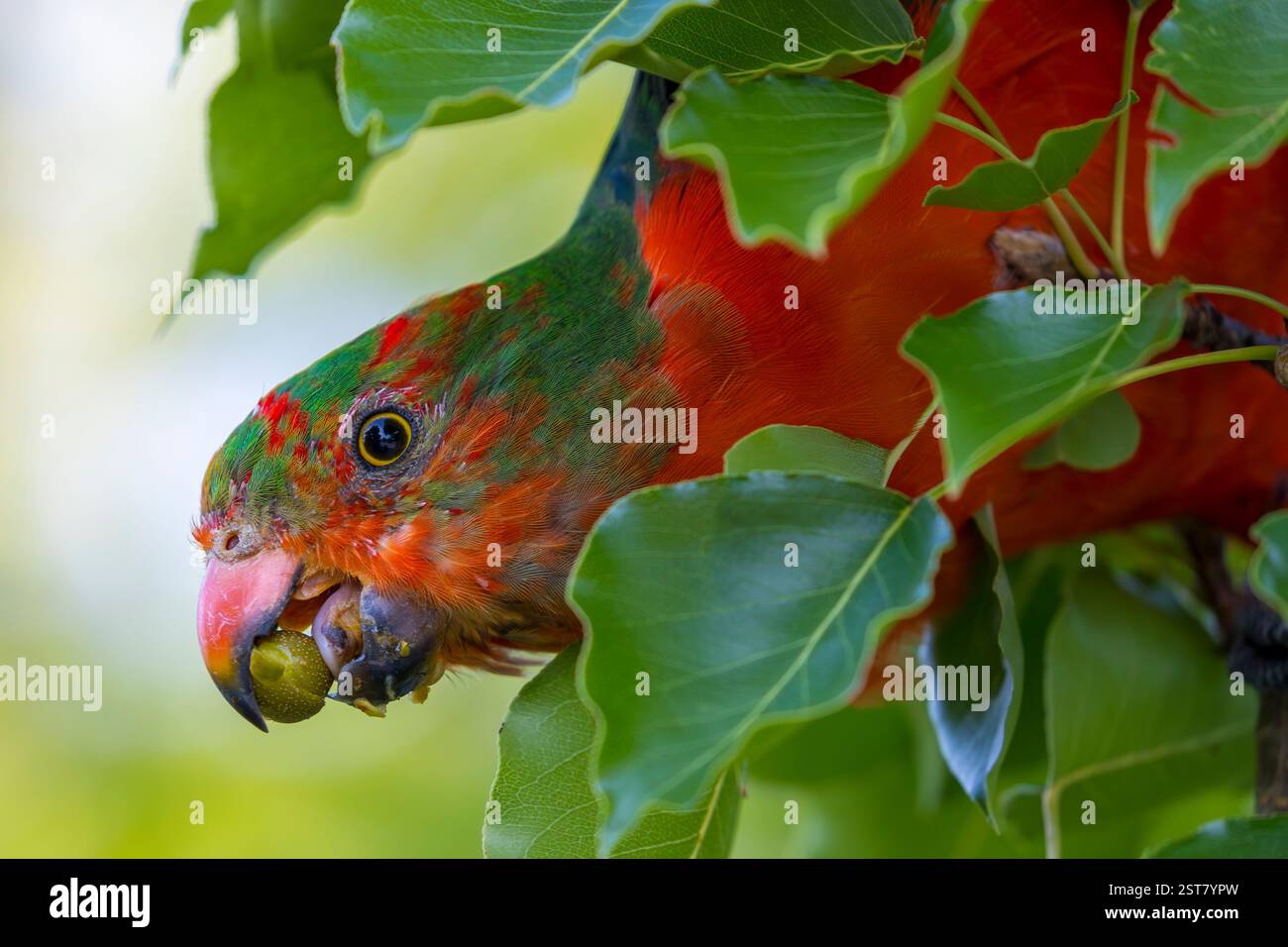Photograph of an Australian King Parrot eating berries in a green leafy ...