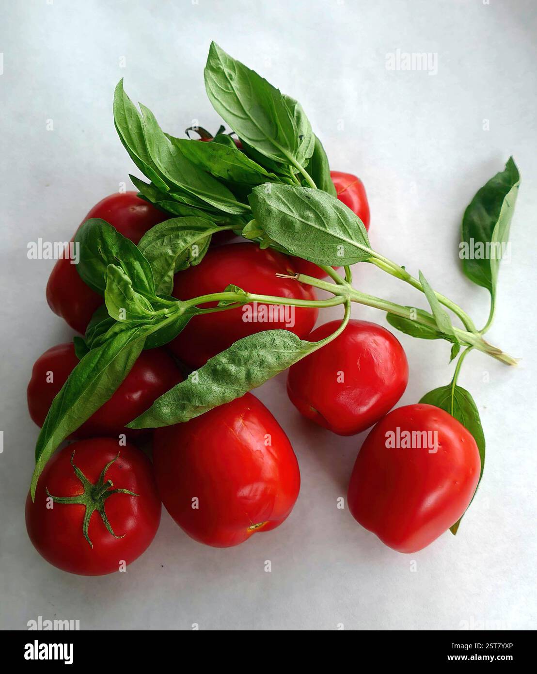 Freshly picked red tomatoes with green basil leaves, creating a vibrant ...