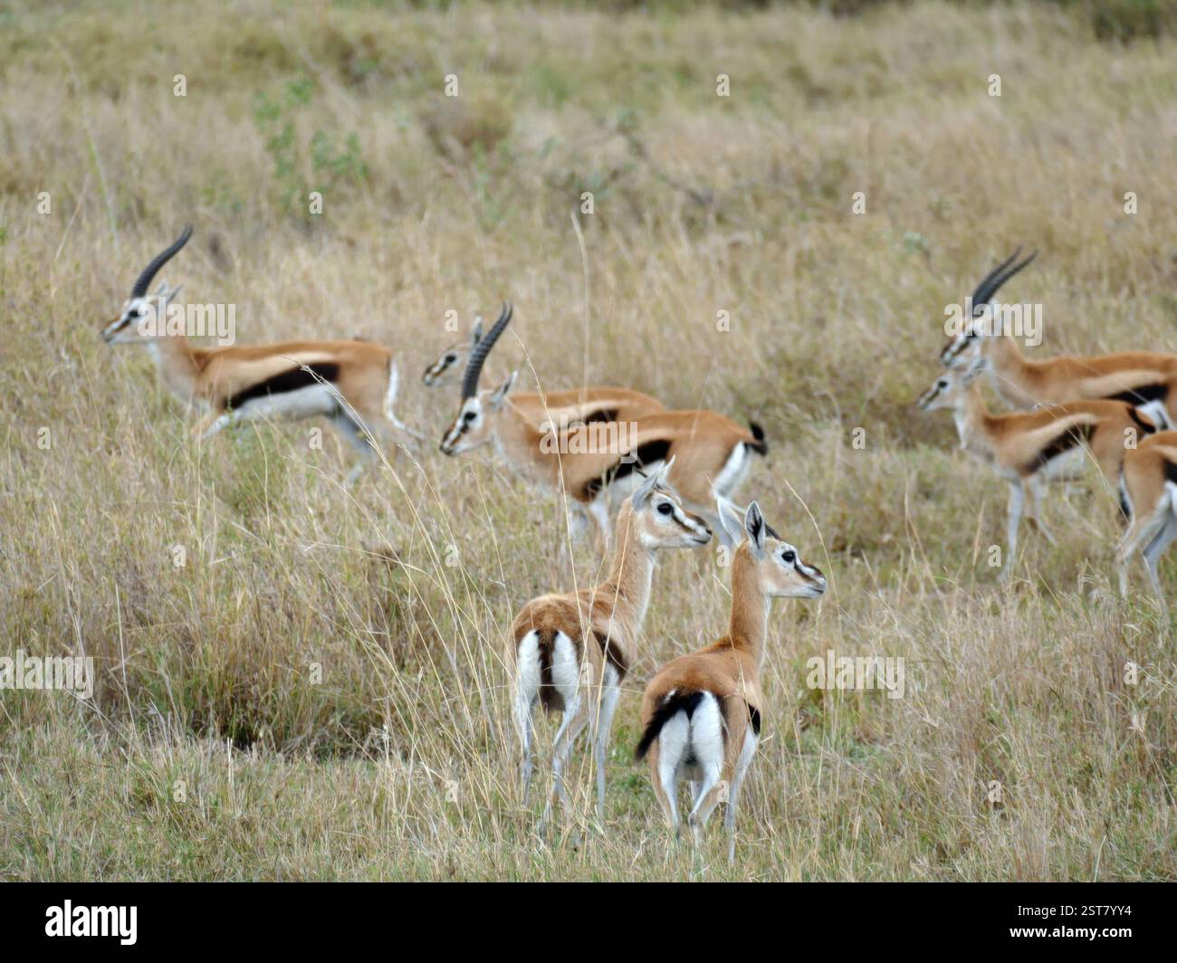 Herd of thomson gazelles gracefully walking across the savanna ...