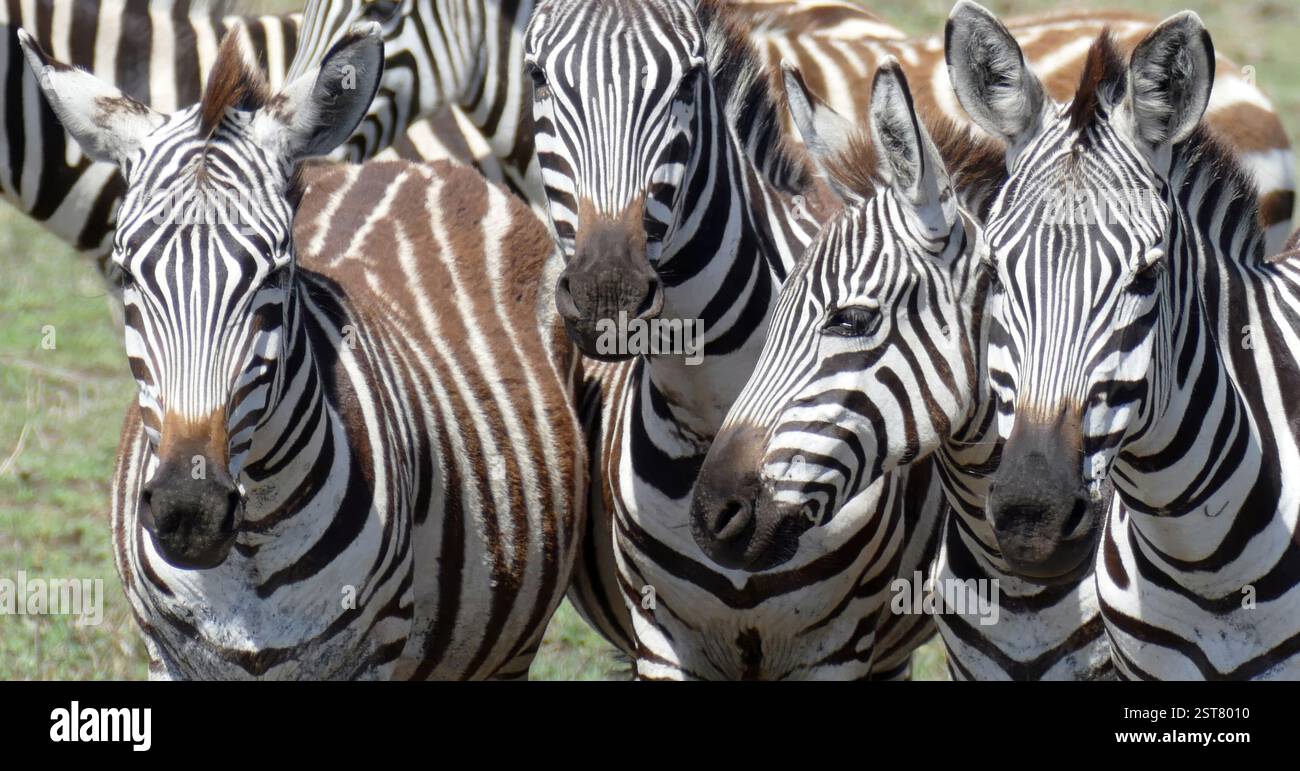 Zebras in african savanna hi-res stock photography and images - Alamy