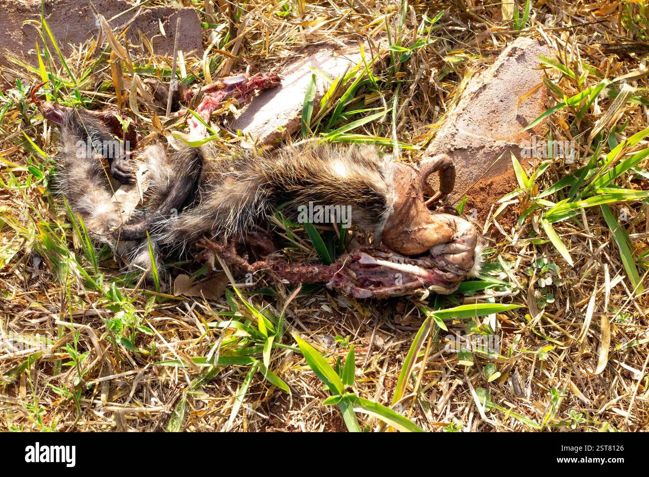 Common opossum didelphis hi-res stock photography and images - Alamy
