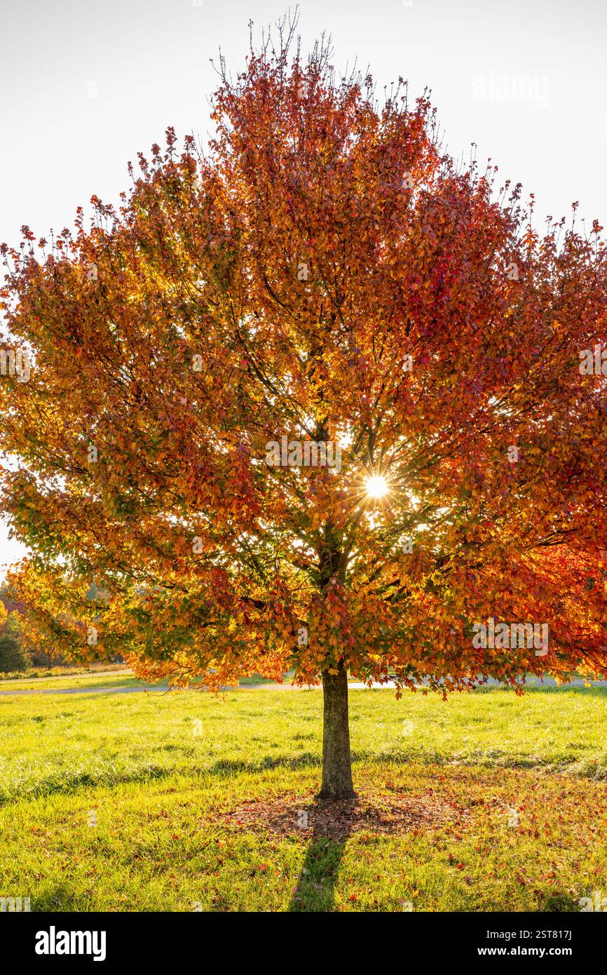The October morning sun shines on a Red maple tree at the U.S. National ...