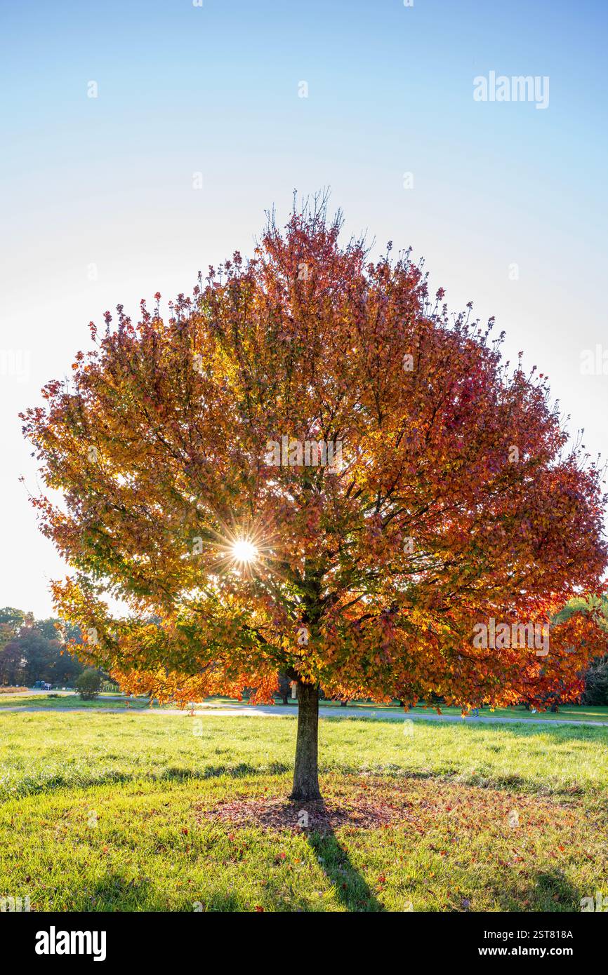 The October morning sun shines on a Red maple tree at the U.S. National ...