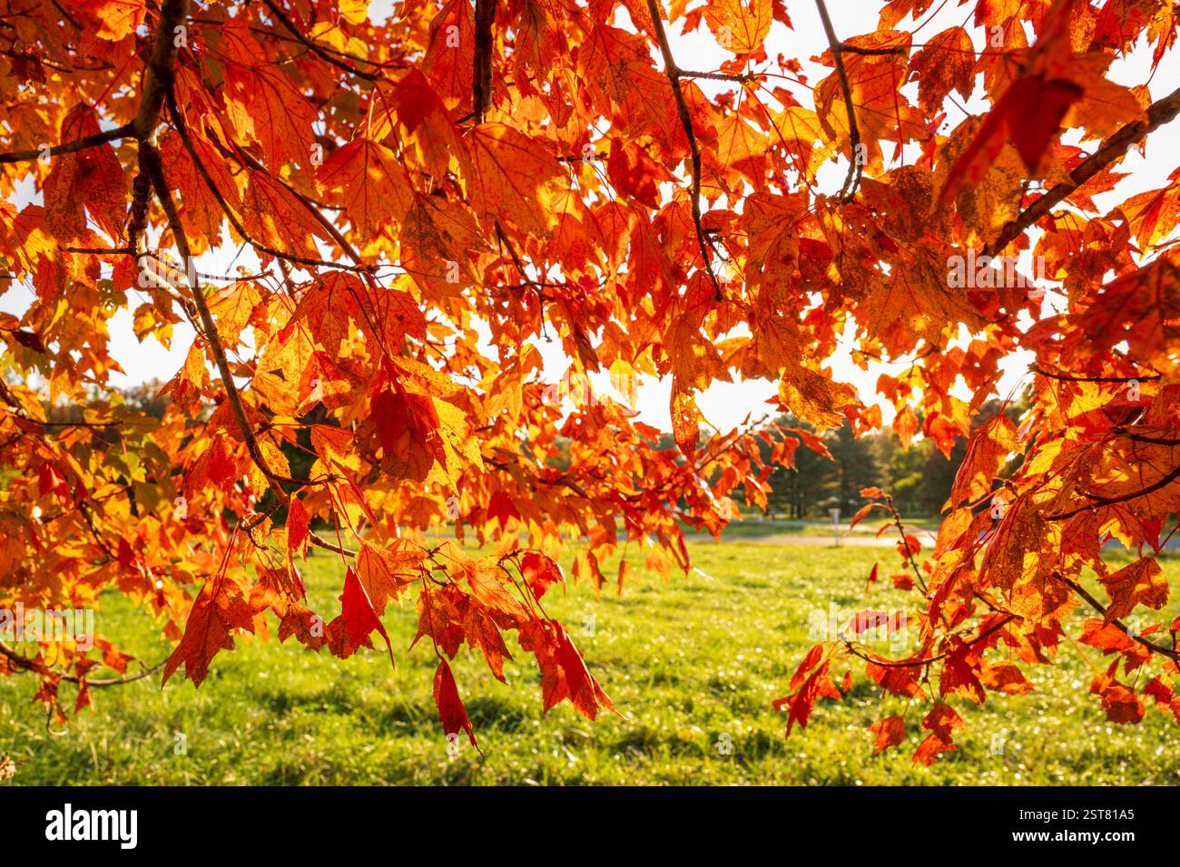 The October morning sun shines on a Red maple tree at the U.S. National ...
