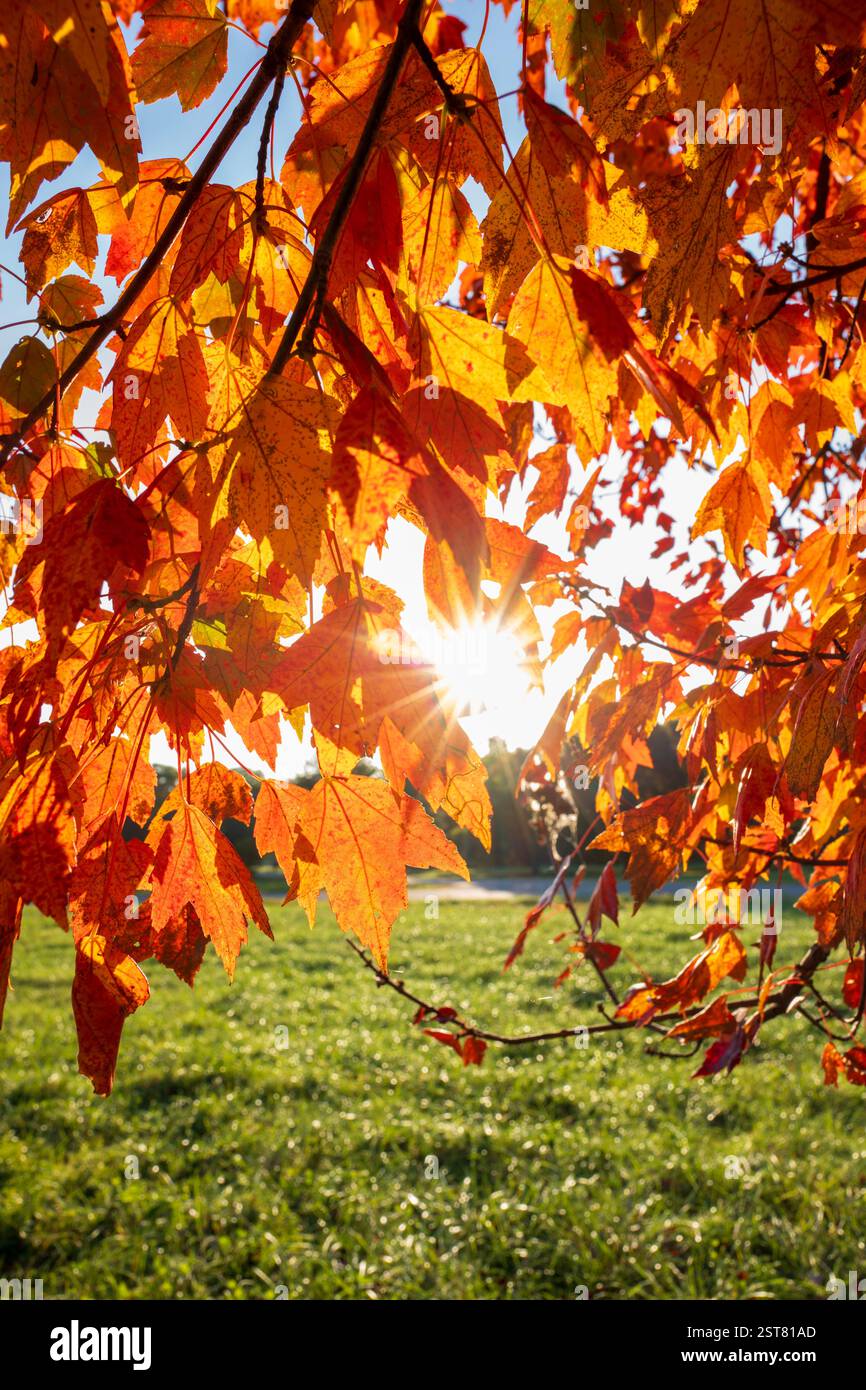 The October morning sun shines on a Red maple tree at the U.S. National ...