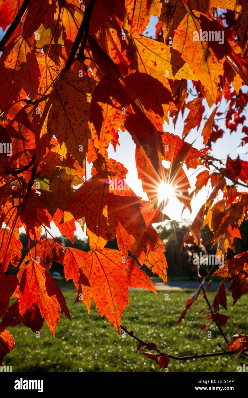 The October morning sun shines on a Red maple tree at the U.S. National ...