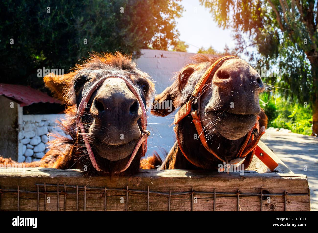 Two donkey noses close hi-res stock photography and images - Alamy