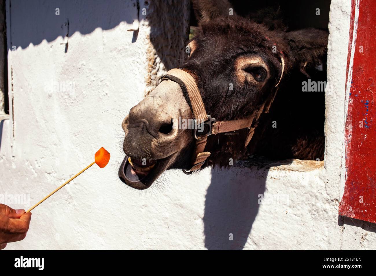 Feeding hungry donkeys with carrots. Donkey being fed a carrot by hand ...