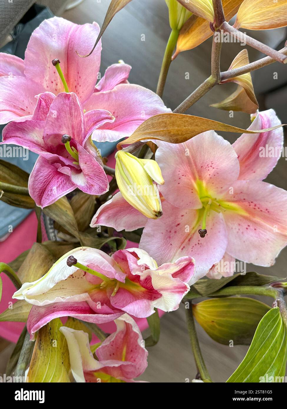 Delicate flowers in various stages of bloom hi-res stock photography ...