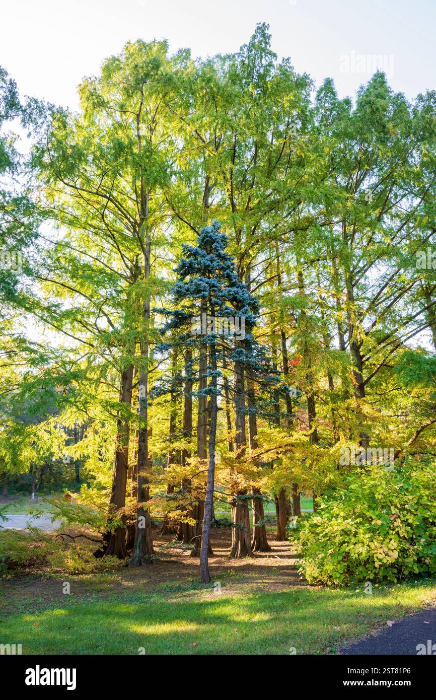 The October morning sun shines on Dawn Redwoods (Metasequoia ...