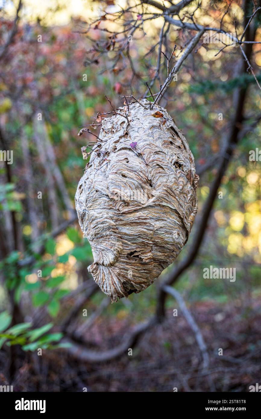 A Paper Wasp nest built on the end of a branch at the U.S. National ...