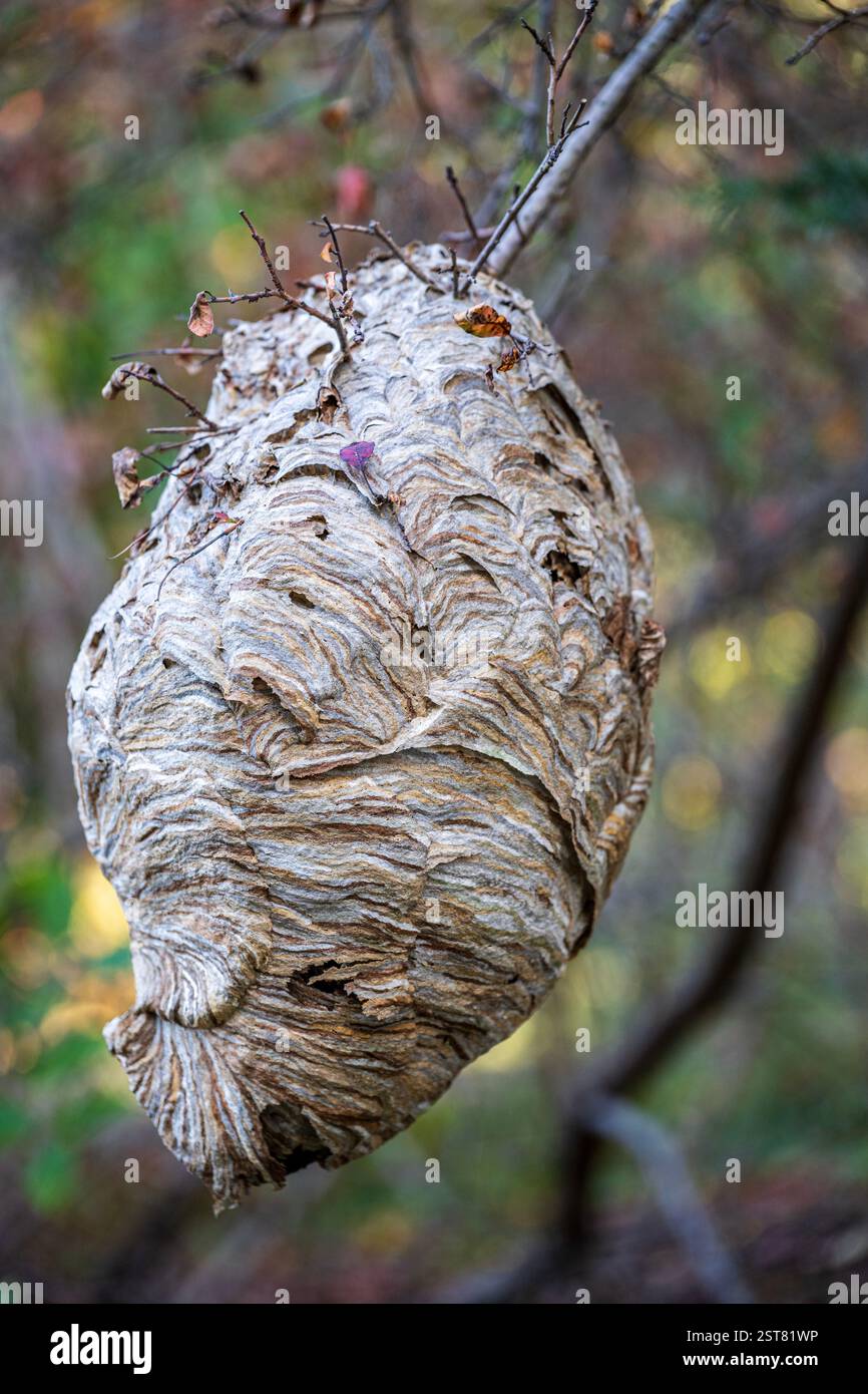 A Paper Wasp nest built on the end of a branch at the U.S. National ...