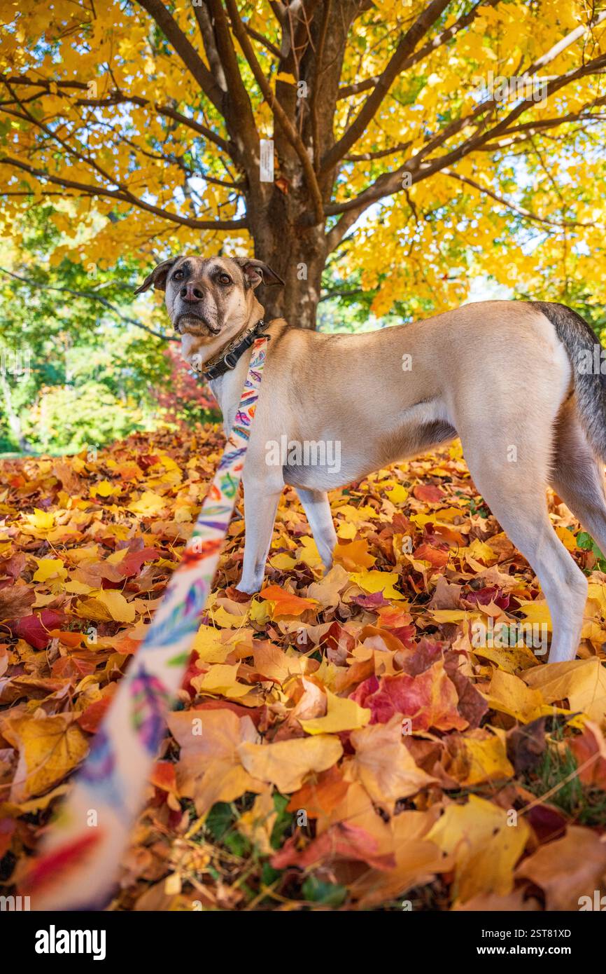 The October morning sun shines on a dog standing under a Sugar Maple ...