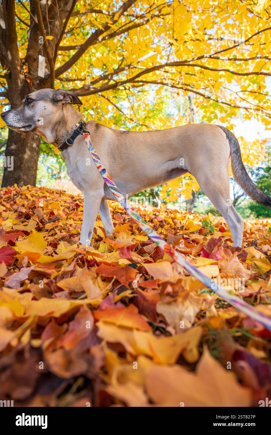 The October morning sun shines on a dog standing under a Sugar Maple ...