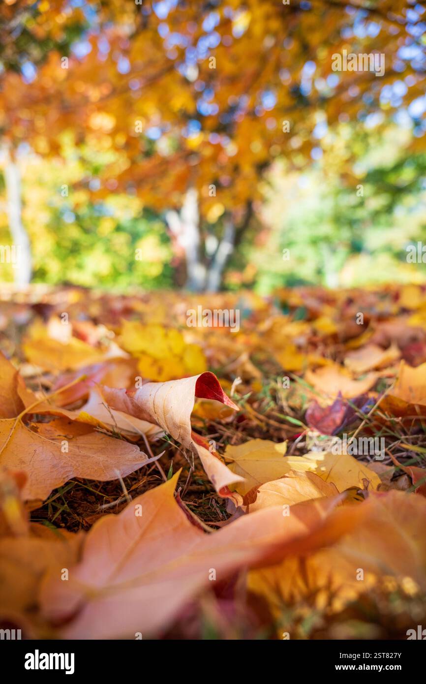 Beautiful golden leaves of a Sugar Maple tree at the U.S. National ...