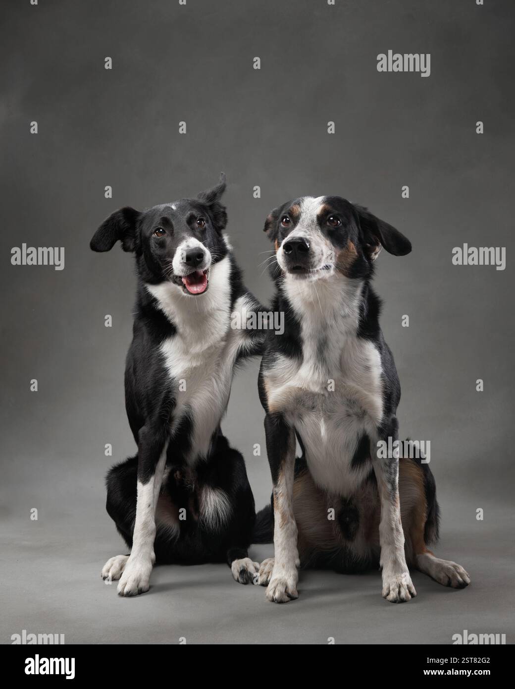 Two border collies sit with bright eyes and open mouths, appearing to ...