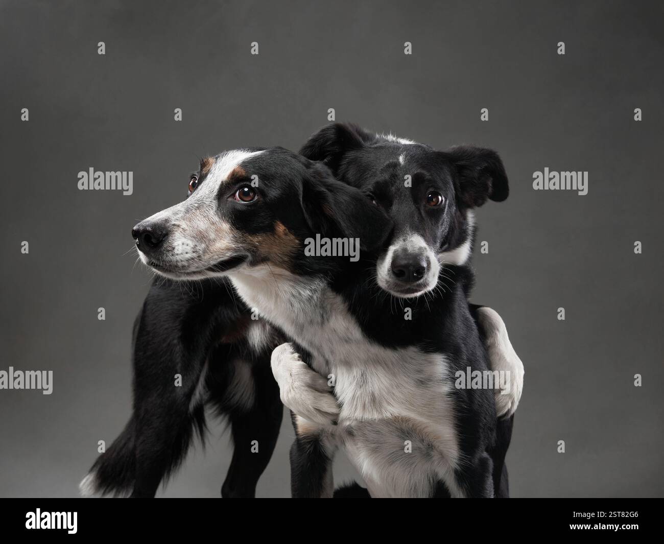 Two border collies stand close, pressing their heads together in a ...