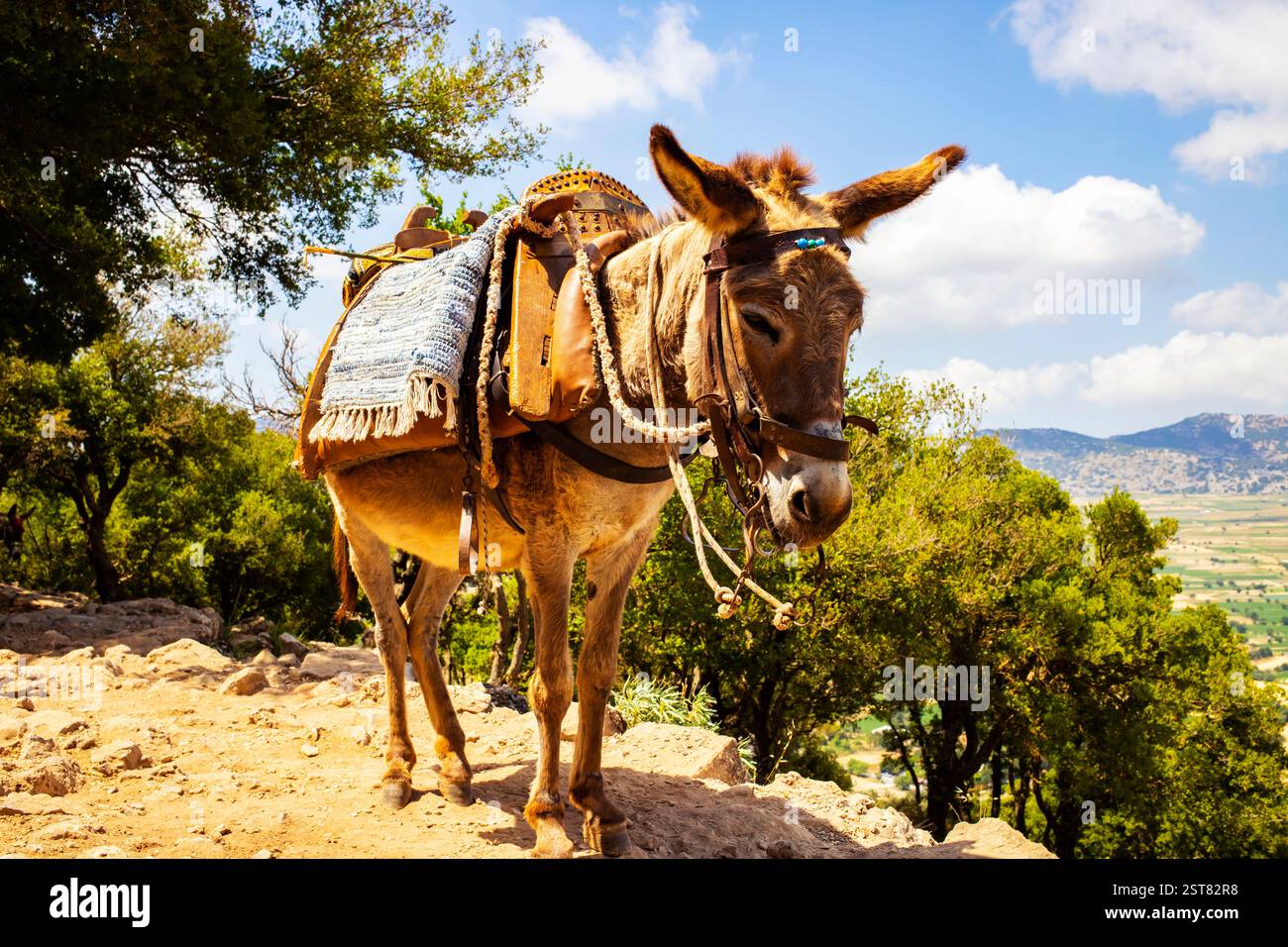 Donkey standing on rock hi-res stock photography and images - Alamy