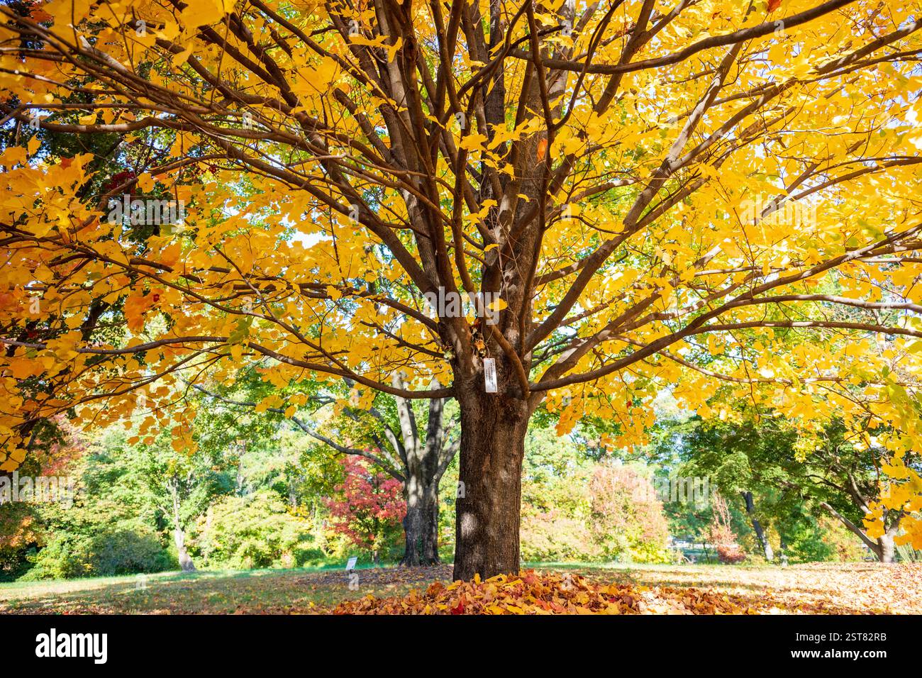 Beautiful golden leaves of a Sugar Maple tree at the U.S. National ...