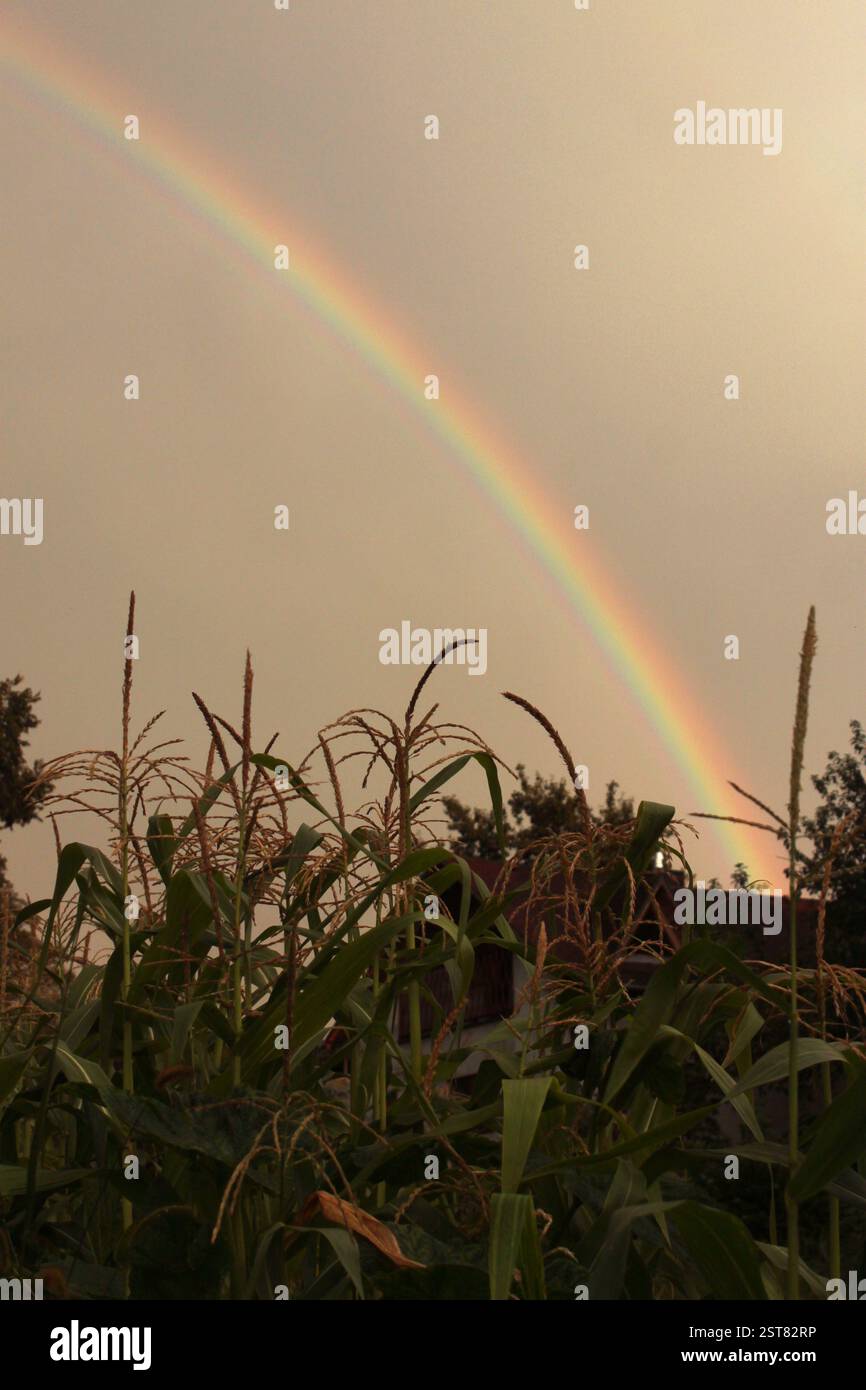Rainbow over corn stalks and house roof Stock Photo - Alamy
